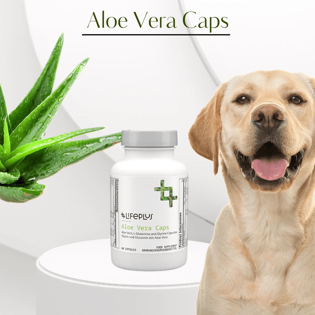 Aloe Vera - viele Anwendungen - Hund im Leben